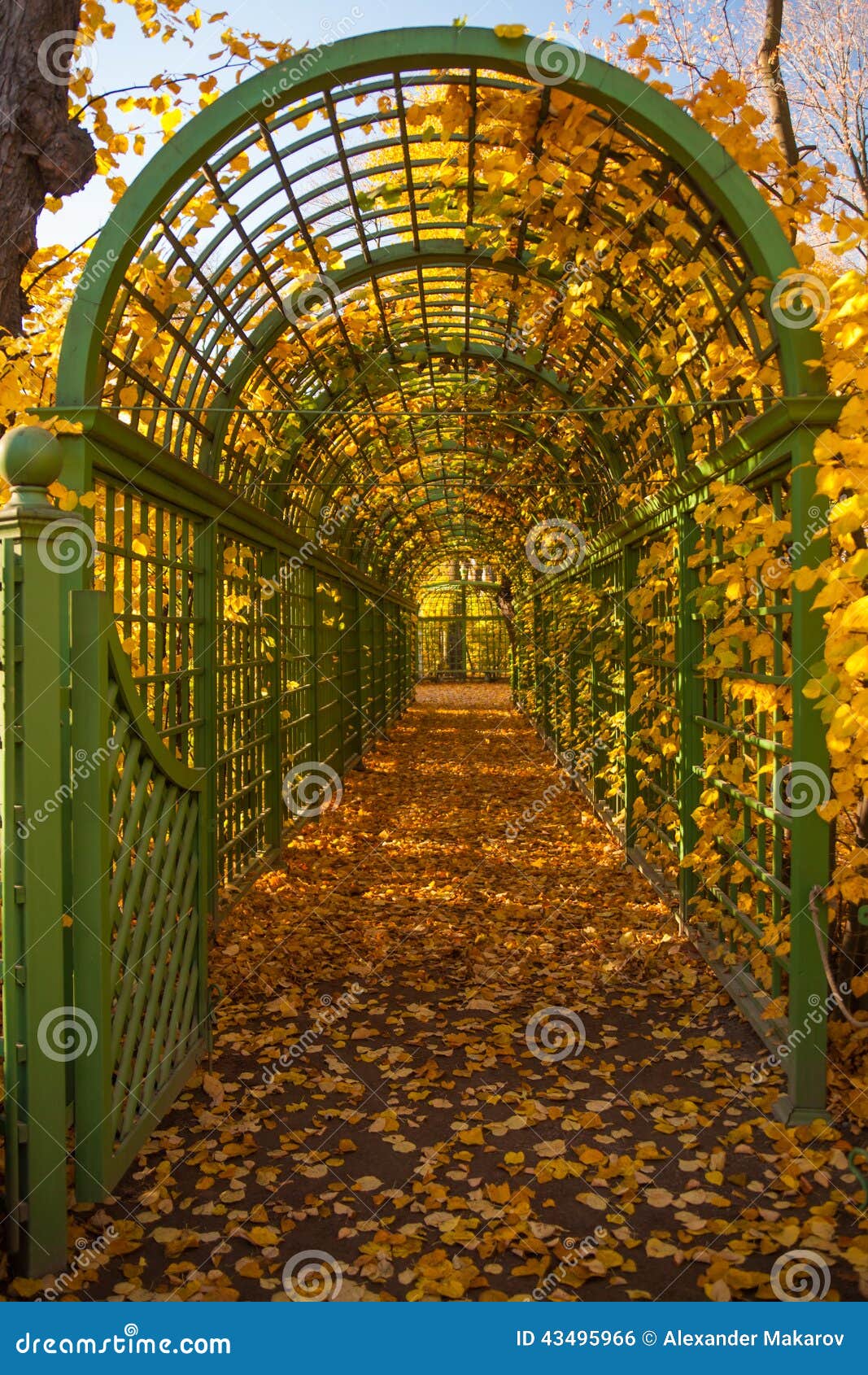 Green arch in autumn park. stock photo. Image of growth - 43495966