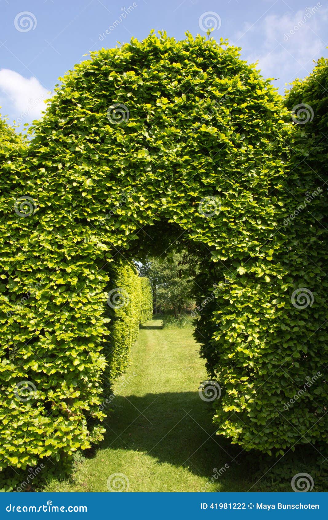 Green arch in garden stock photo. Image of ornamental - 41981222