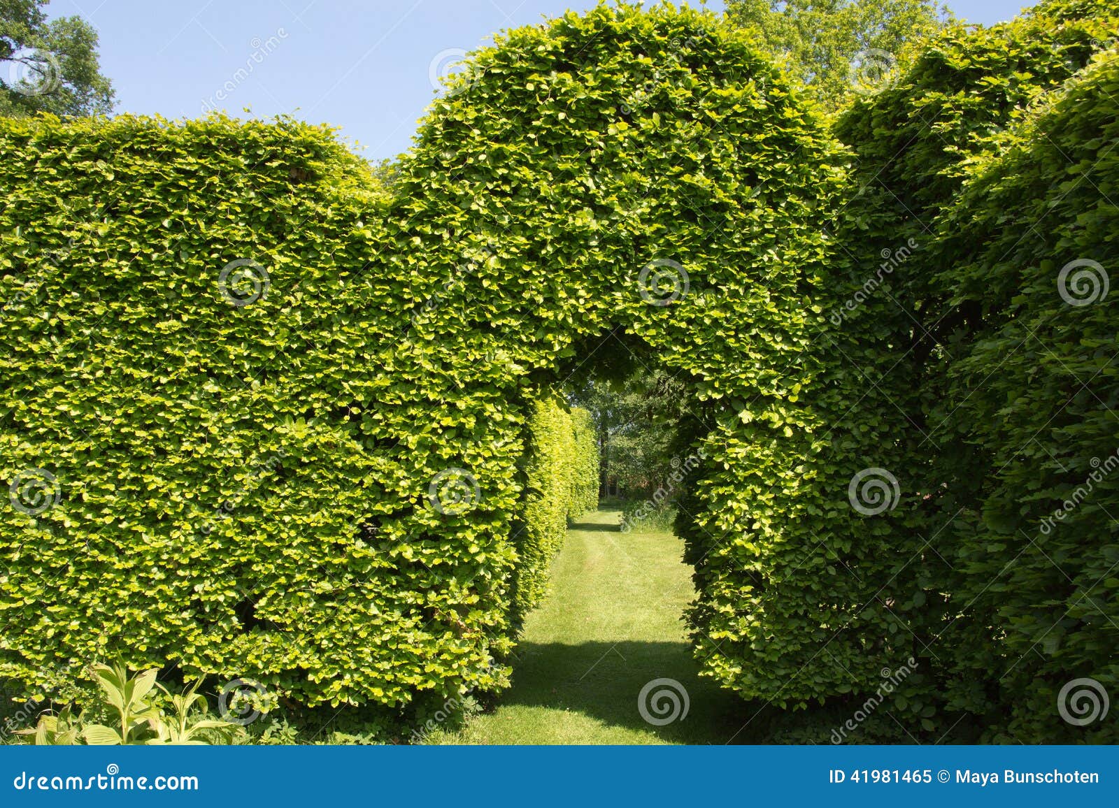 Green arch in garden stock image. Image of beautiful - 41981465