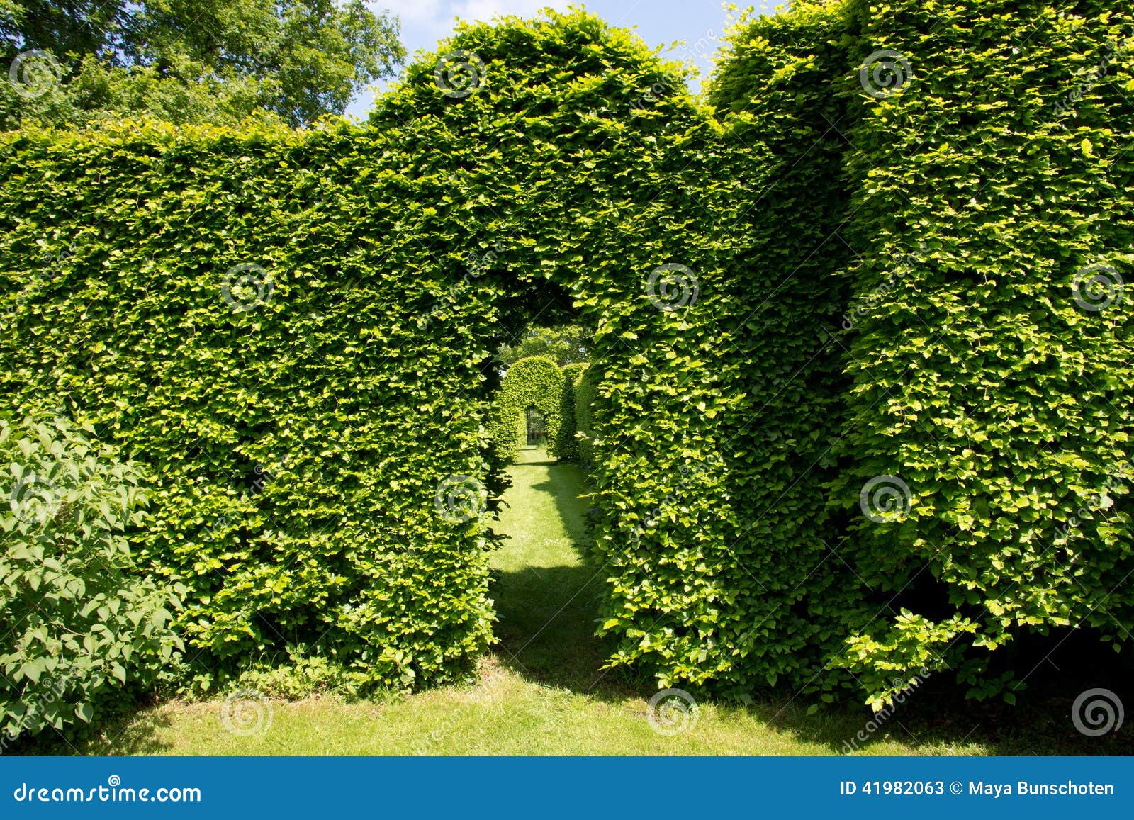 Green arch in garden stock image. Image of plant, arch - 41982063