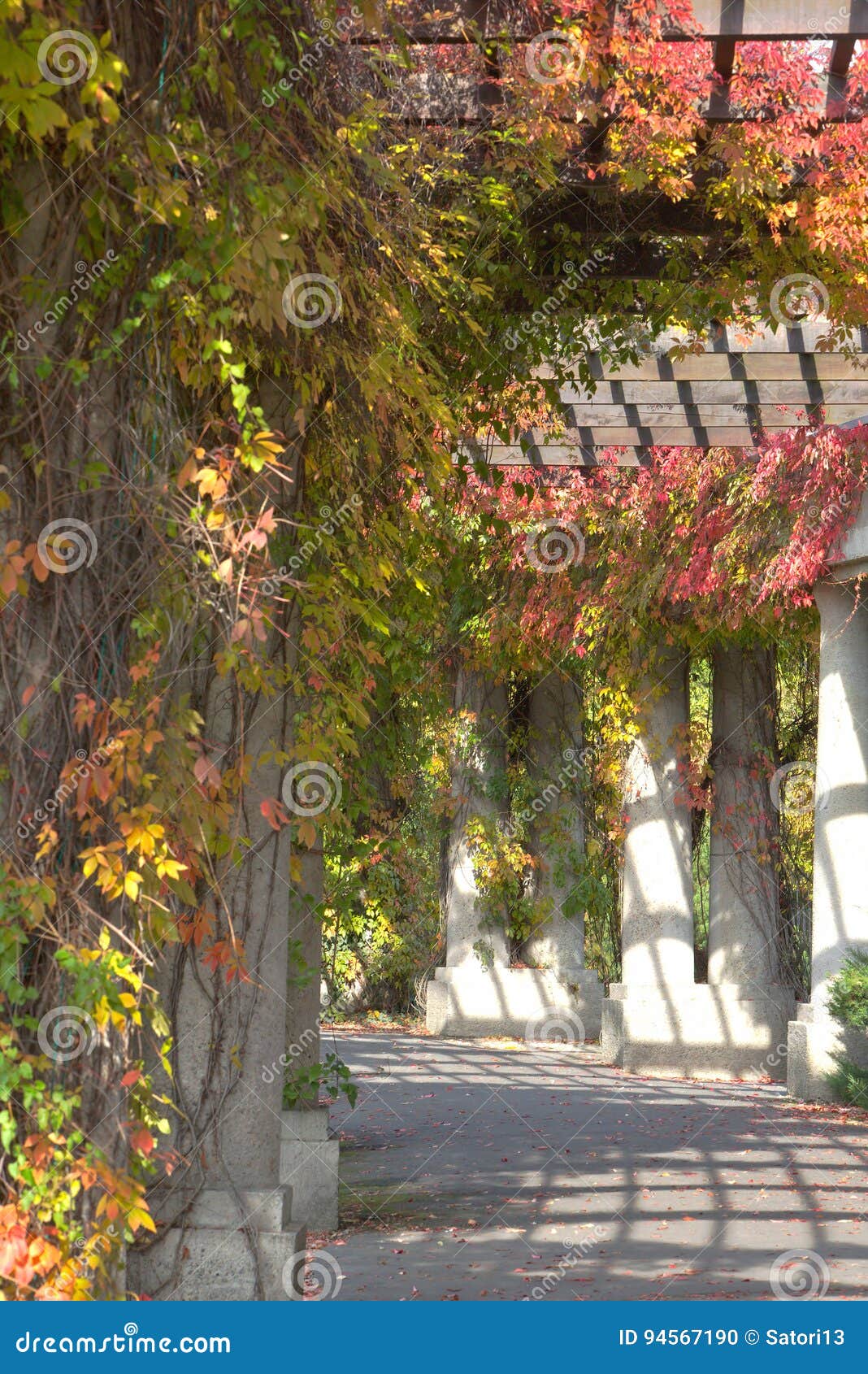 Green Archway in the Park in Autumn Stock Photo - Image of garden, lush ...