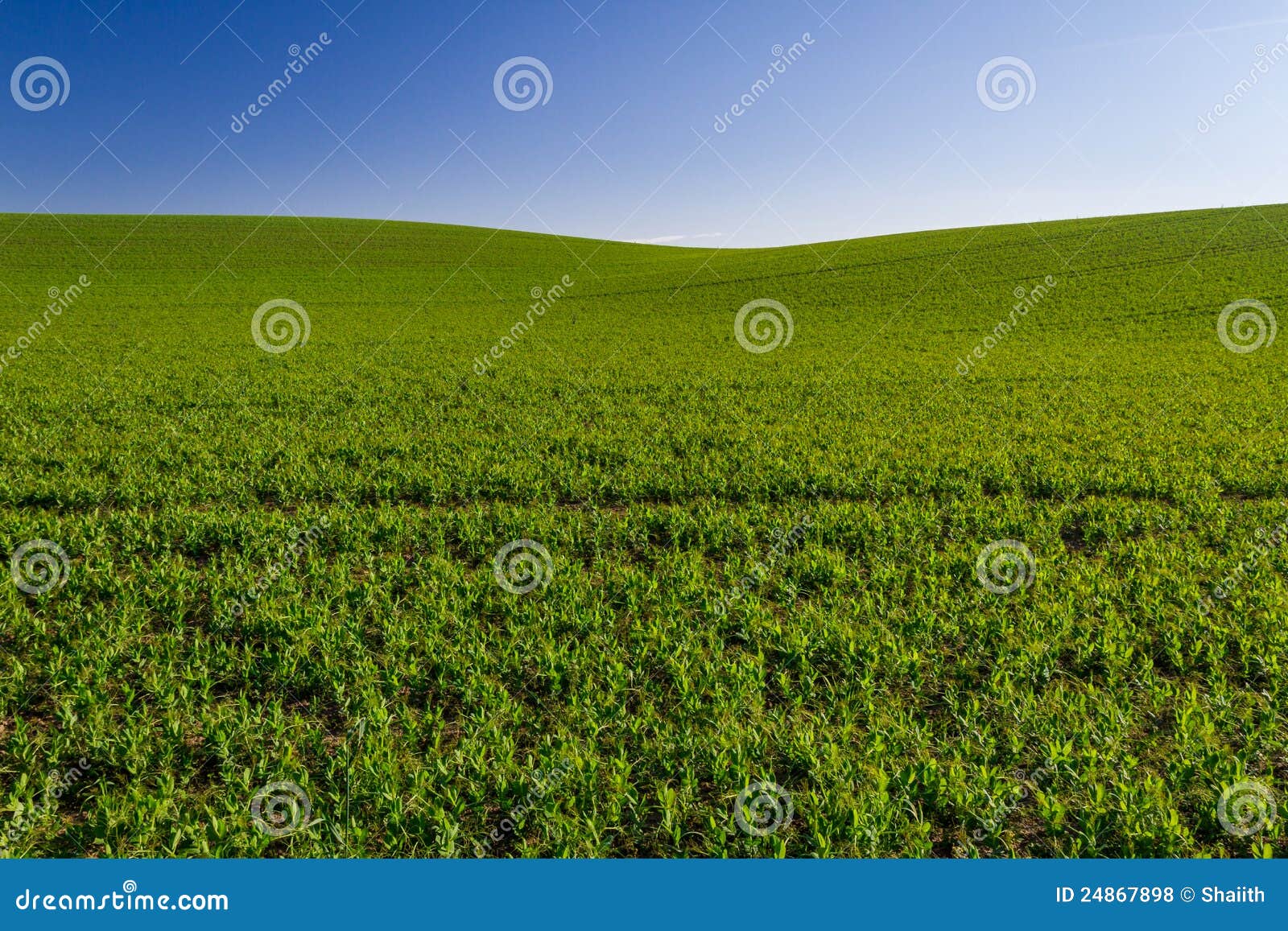 Green area and blue sky stock photo. Image of blue, cereal - 24867898