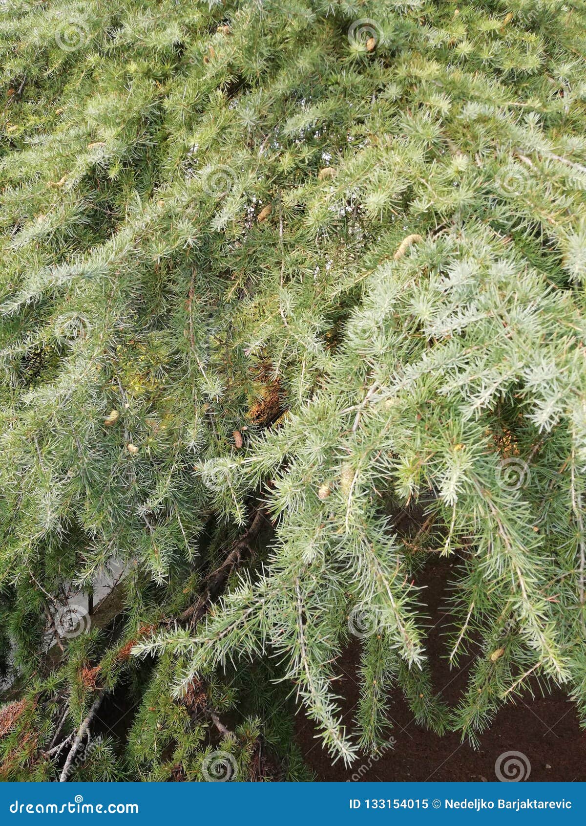 Green Area Cedar for a Nice Background Stock Image - Image of natura ...