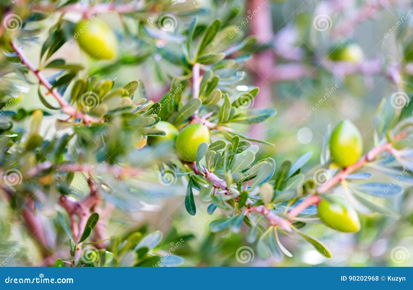 Green Argan Nuts on Tree Branch. Close Up on Nut Stock Photo - Image of ...