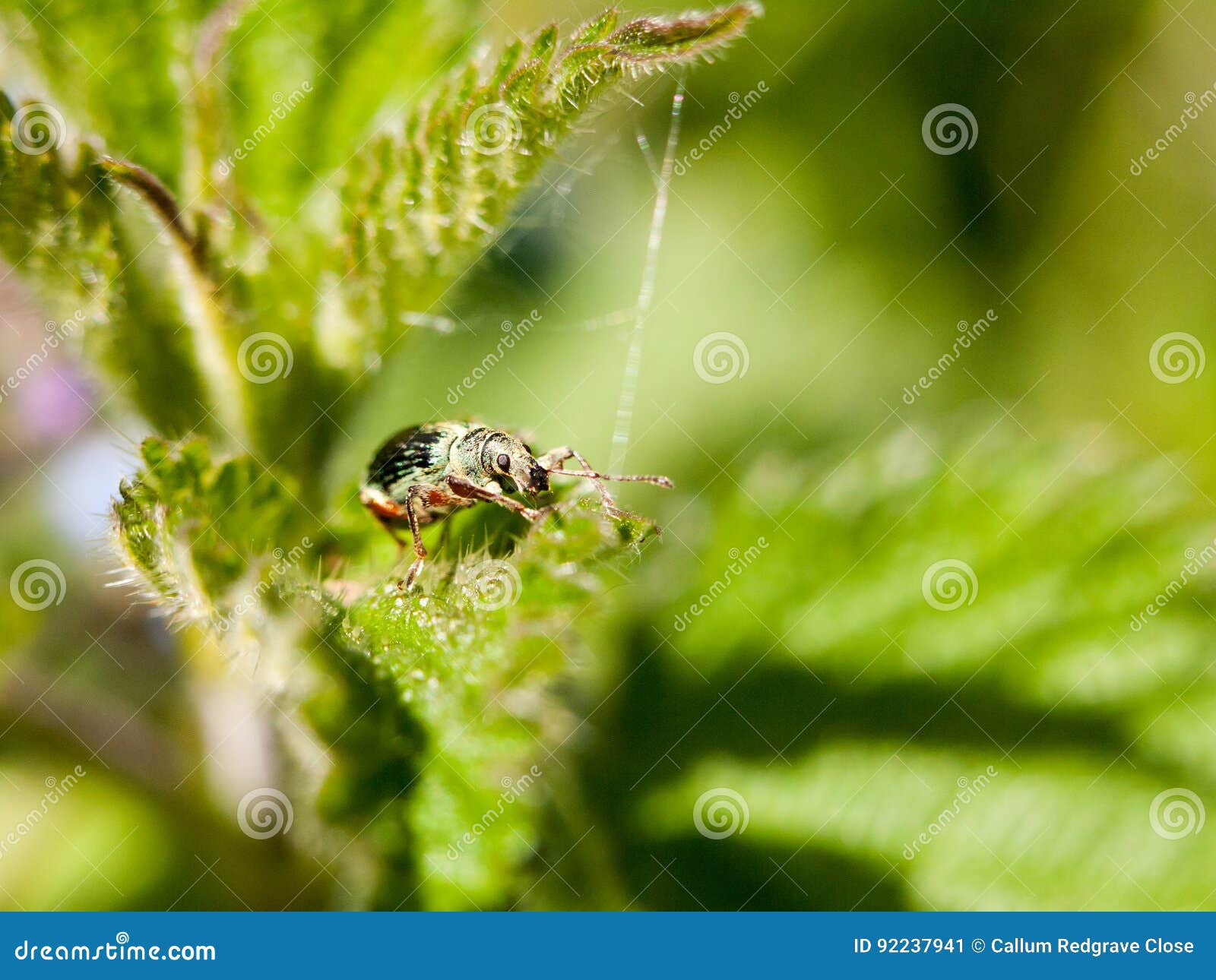 A Green Armored Bug on Top of a Leaf with Its Eye in Clear Focus Stock ...