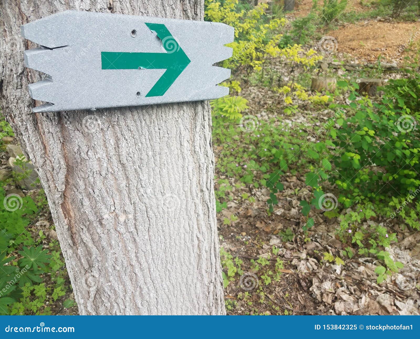 Green Arrow or Pointer on Sign on Tree Trunk Stock Image - Image of ...
