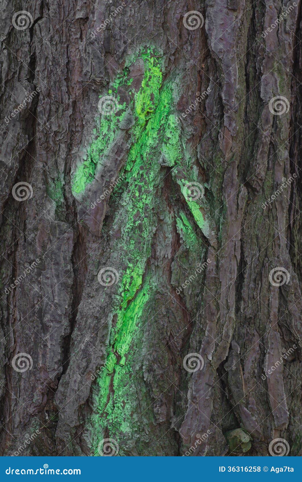 Green arrow on tree trunk stock photo. Image of sign - 36316258