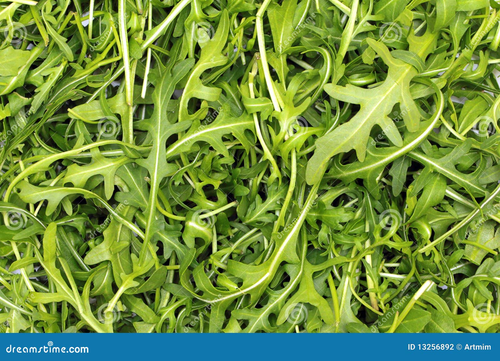 Green arugula leaves stock photo. Image of rucola, organic - 13256892