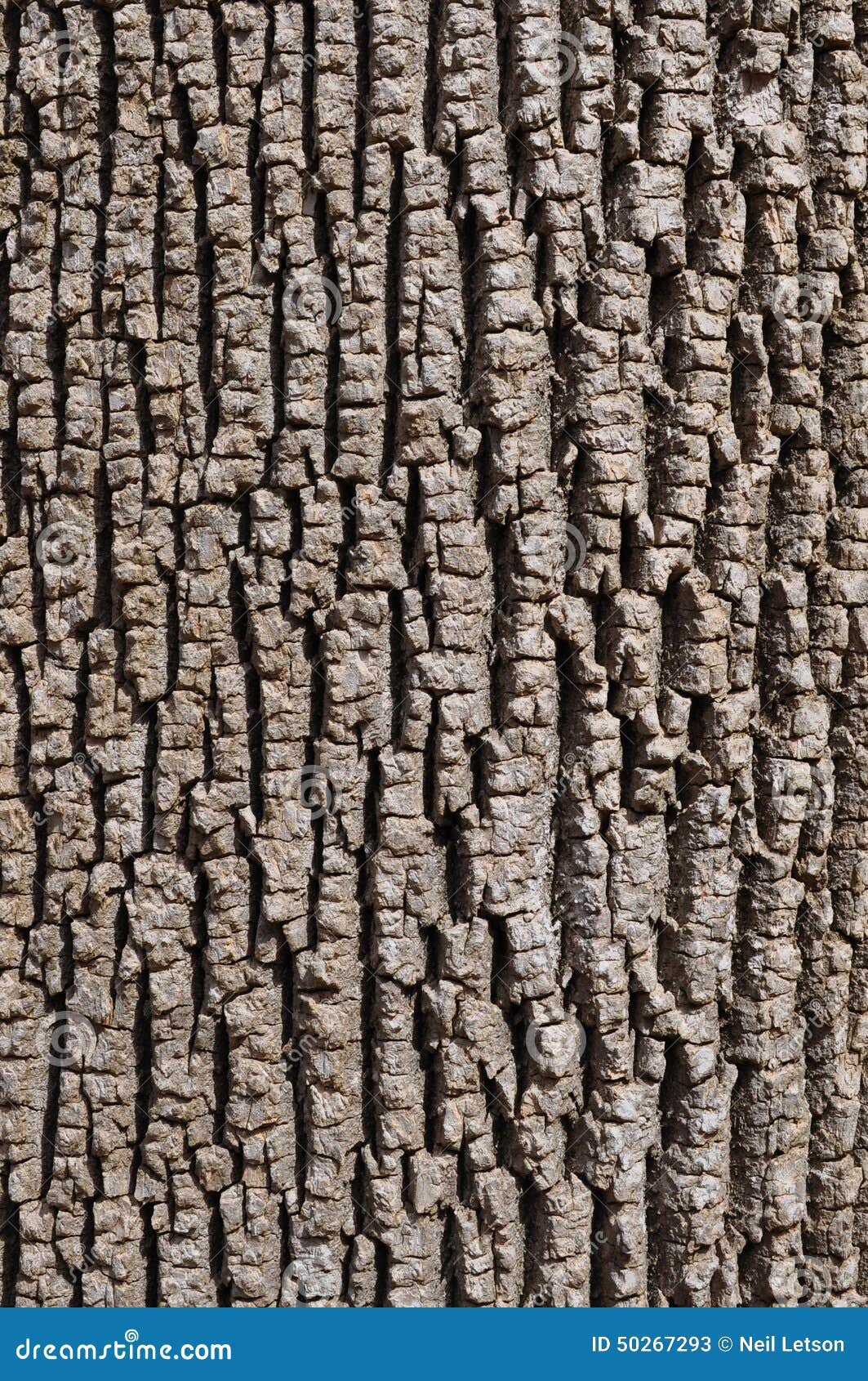 Ash Bark stock image. Image of dendrology, gray, identification - 50267293