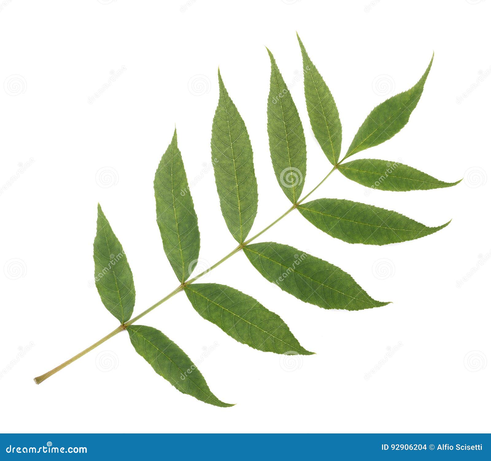 Green Ash branch stock photo. Image of fresh, deciduous - 92906204