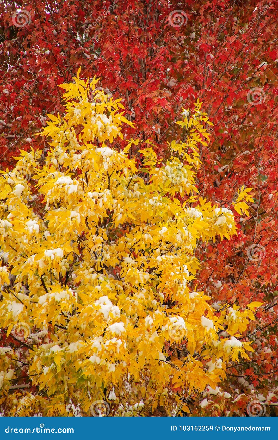 Green Ash Tree Crown Against Sugar Maple Tree Stock Image - Image of ...