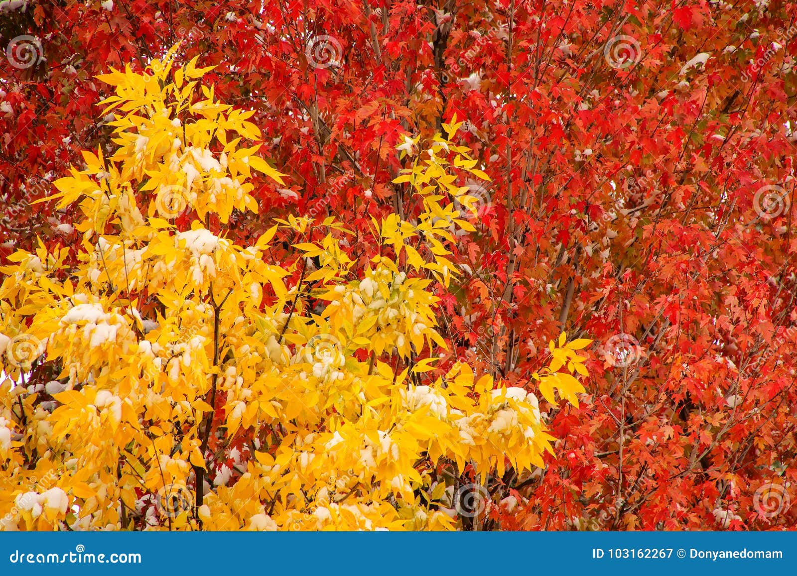 Green Ash Tree Crown Against Sugar Maple Tree Stock Image - Image of ...