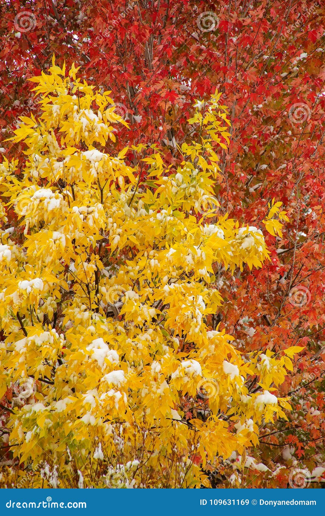 Green Ash Tree Crown Against Sugar Maple Tree Stock Image - Image of ...