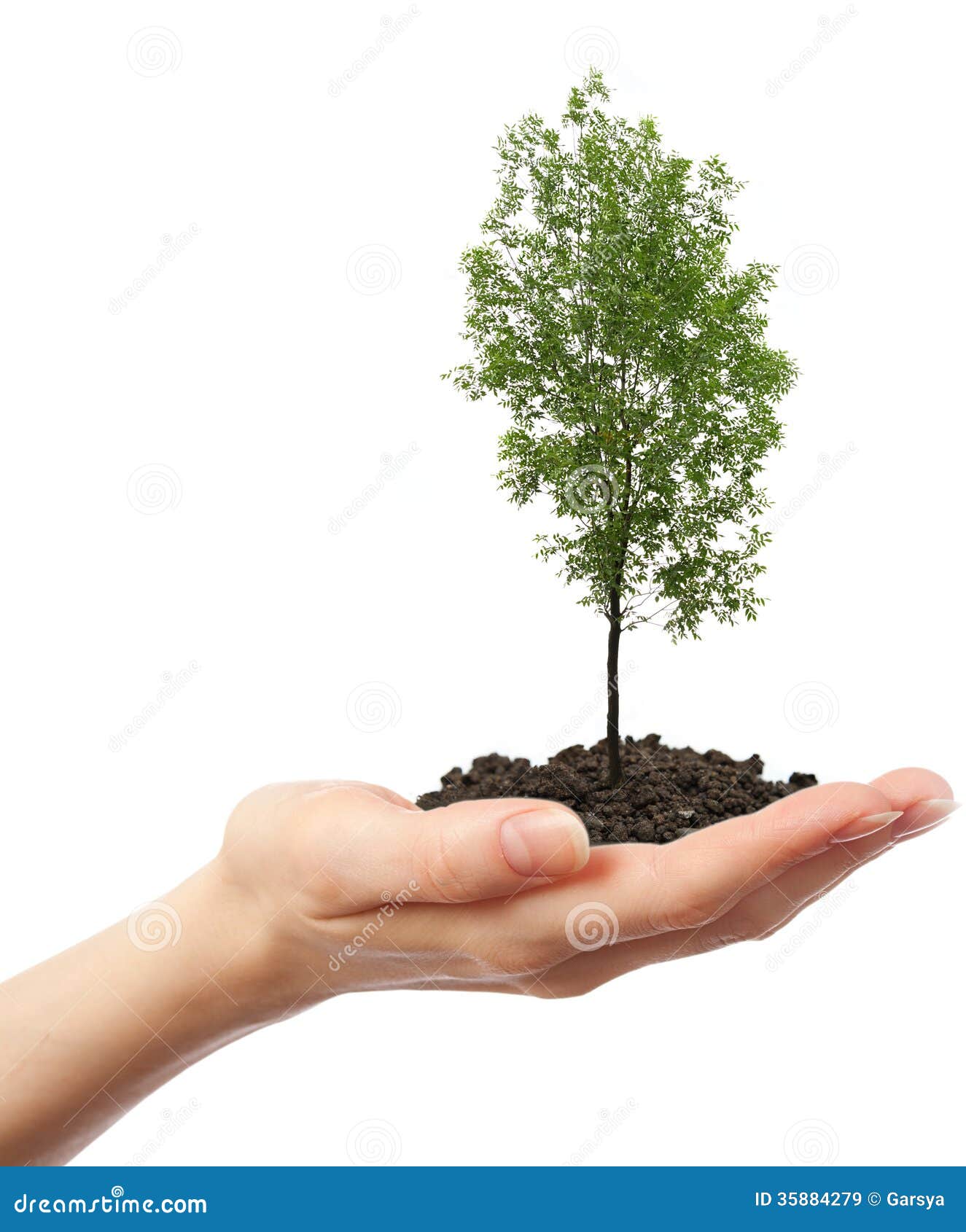 Green ash tree in hand stock image. Image of white, forest - 35884279