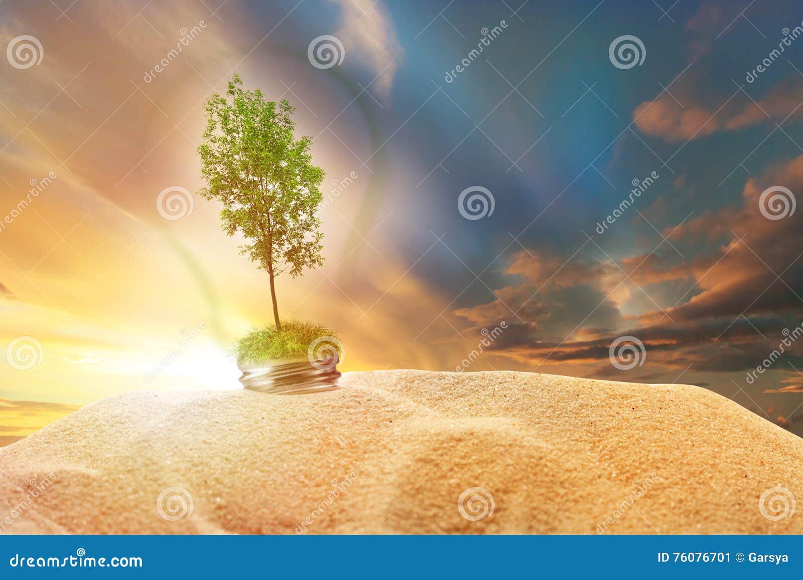 Green Ash Tree Inside Lamp in Sand on Sunset Sky Stock Image - Image of ...