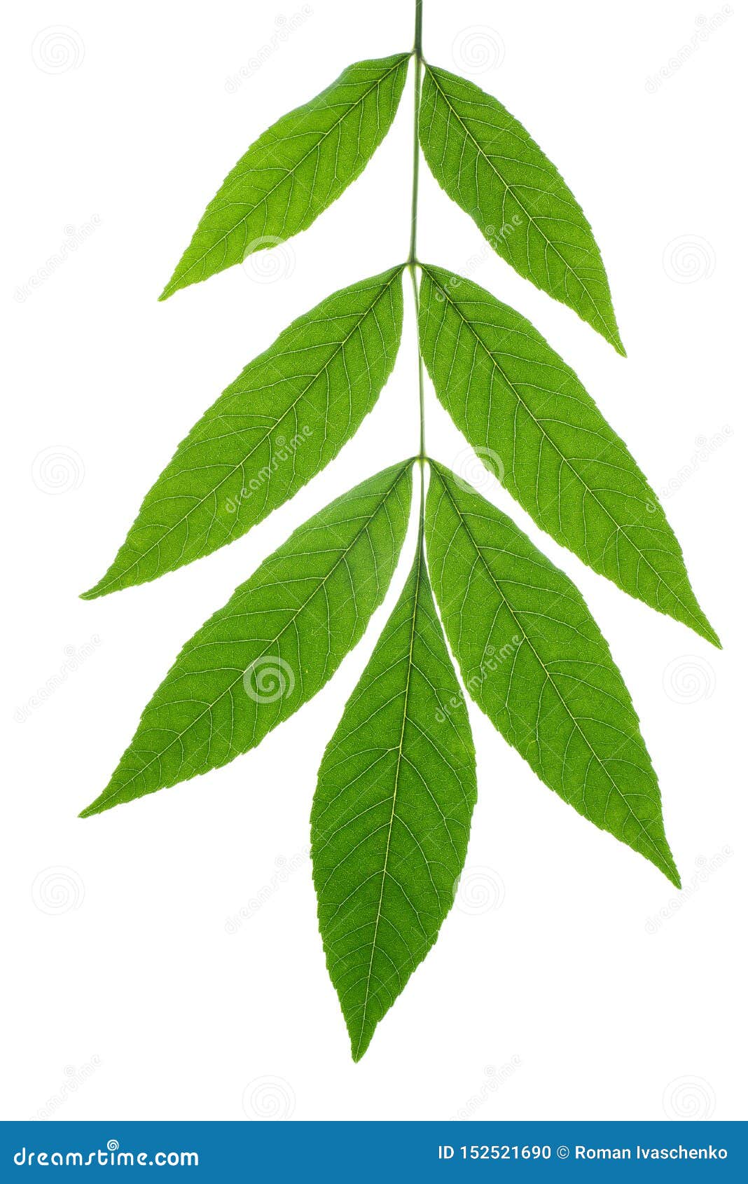 Green Ash Tree Leaves