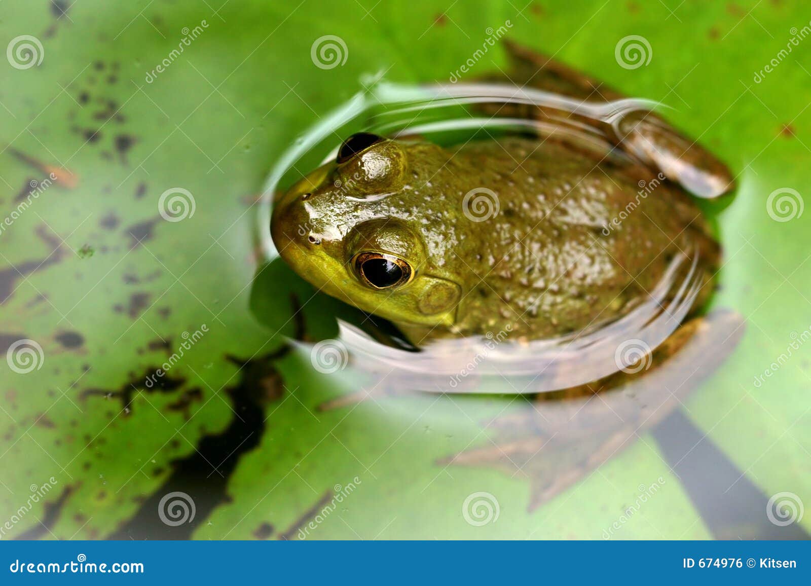 393 Frog Semi Stock Photos - Free & Royalty-Free Stock Photos from ...