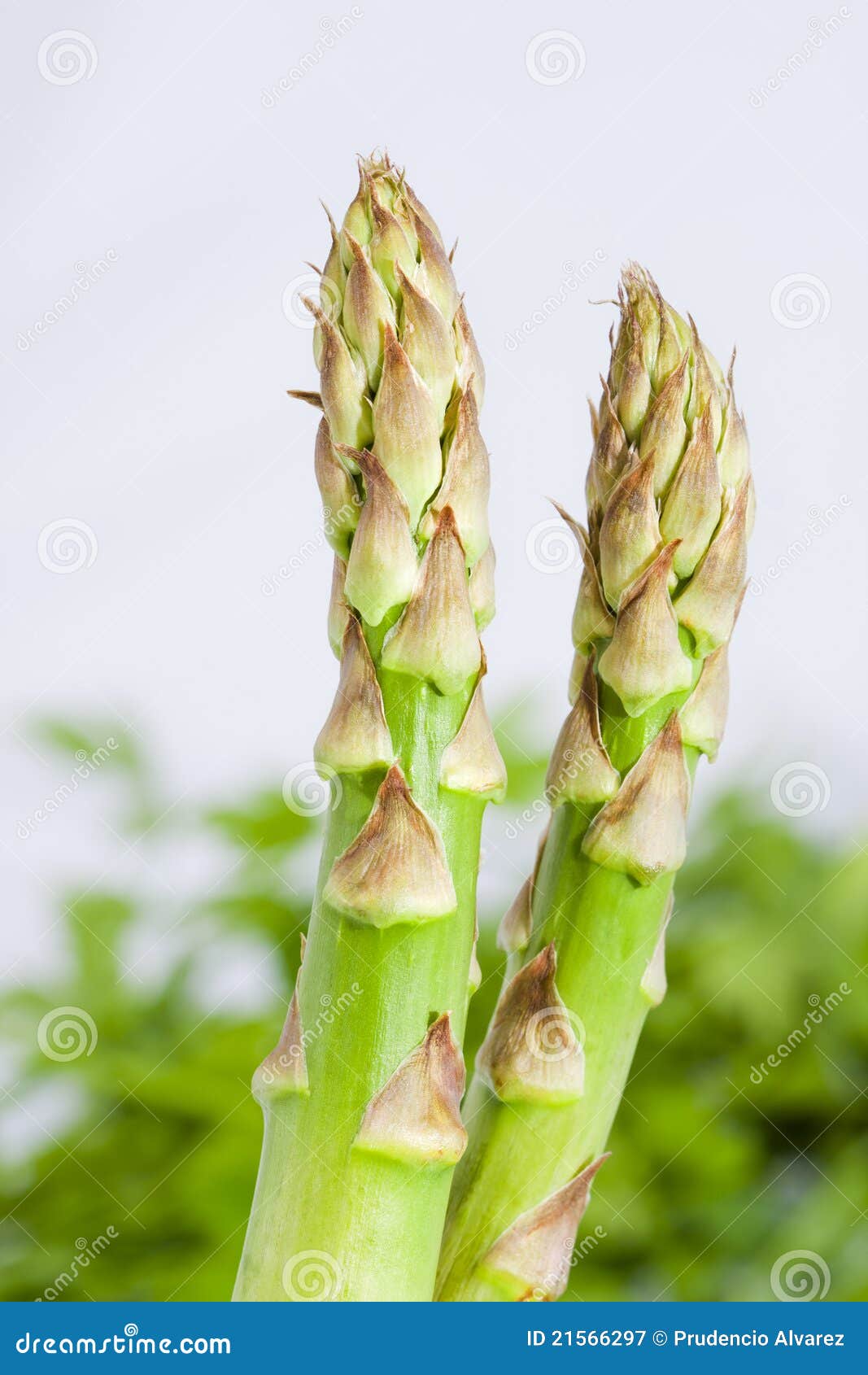 Green asparagus stock image. Image of stem, macro, vegetables - 21566297