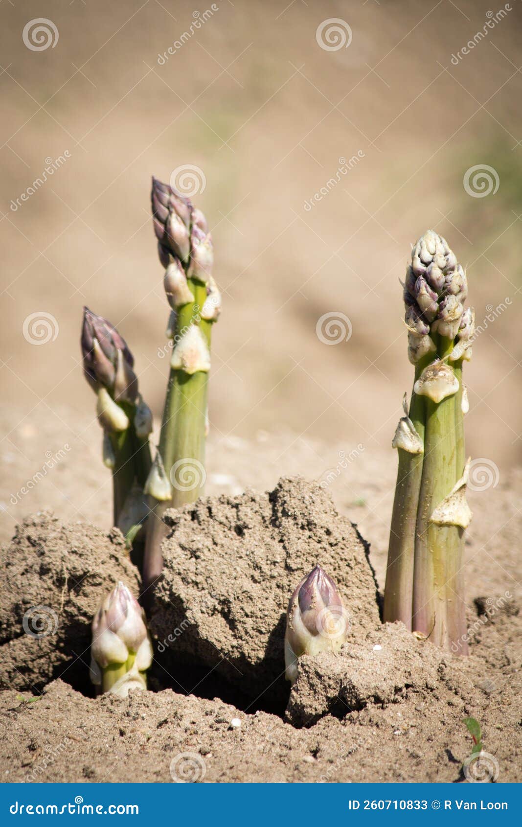Green asparagus in fields stock image. Image of soil - 260710833