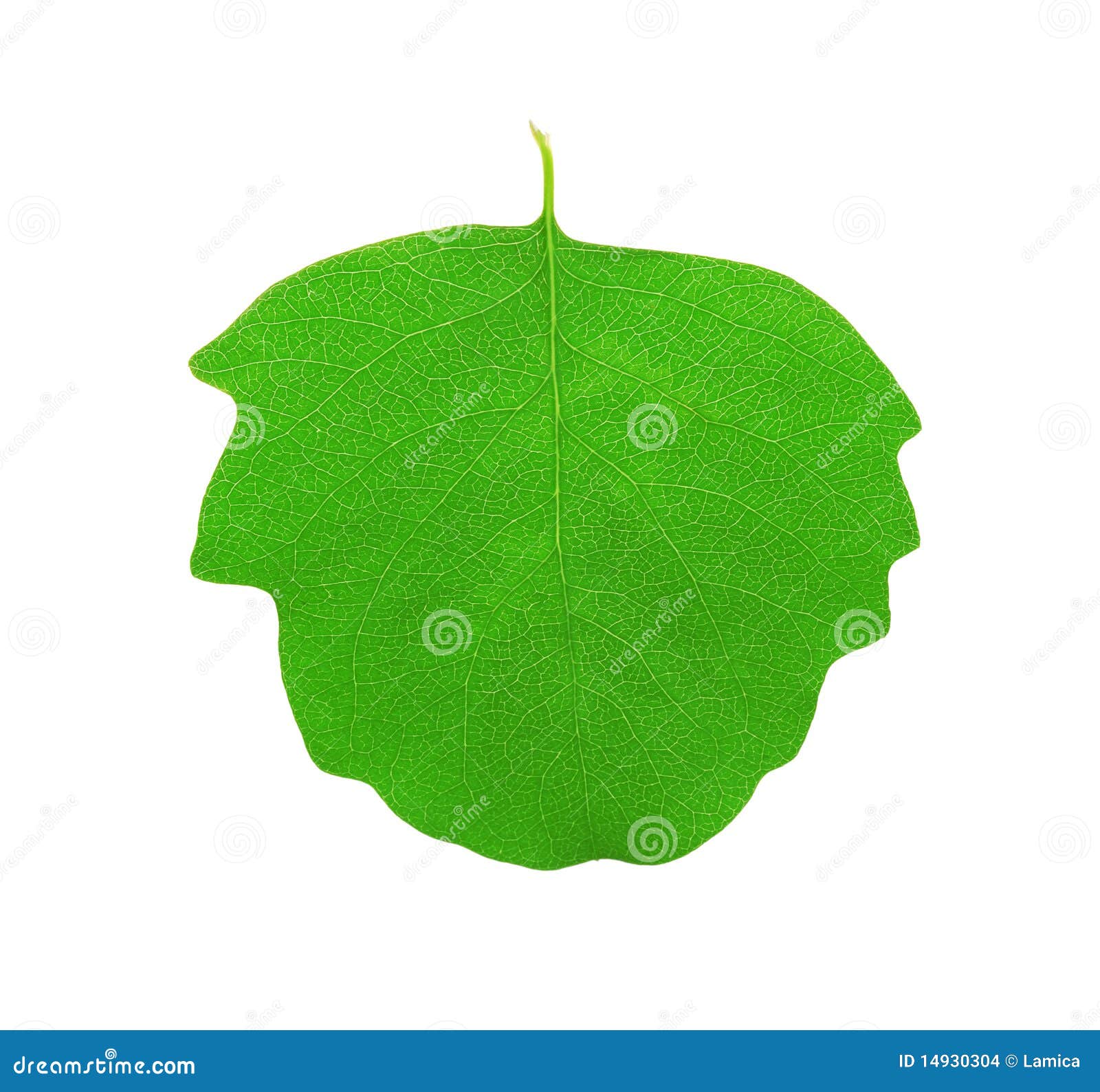 Green aspen leaf stock photo. Image of background, close - 14930304