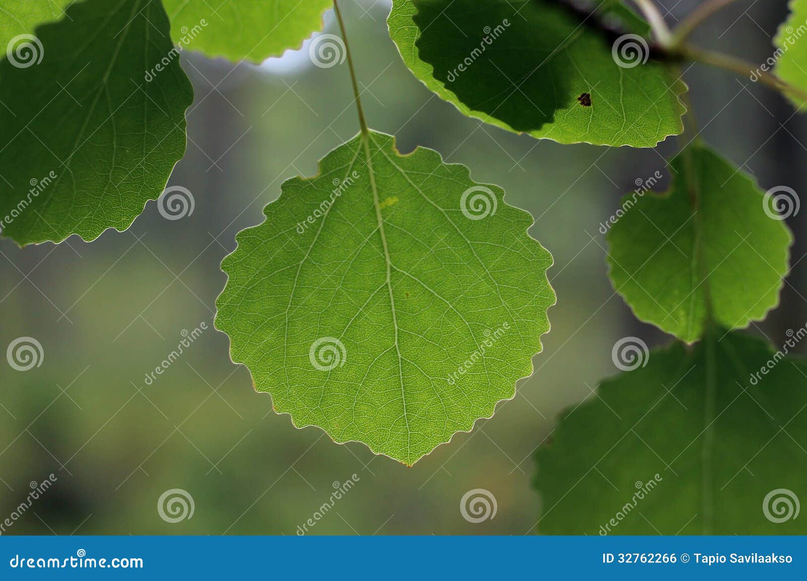 Green Aspen Leaves stock photo. Image of outoor, closeup - 32762266