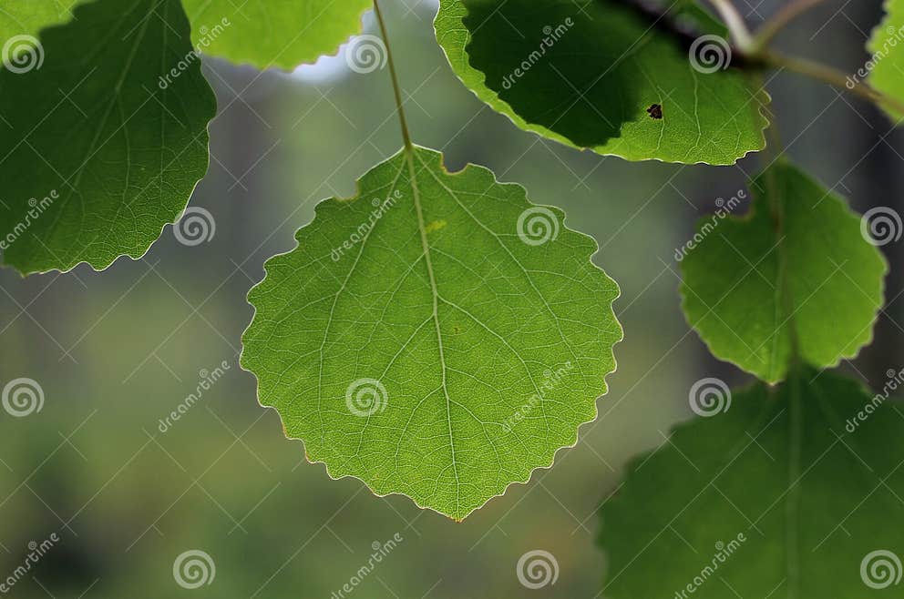 Green Aspen Leaves stock photo. Image of outoor, closeup - 32762266