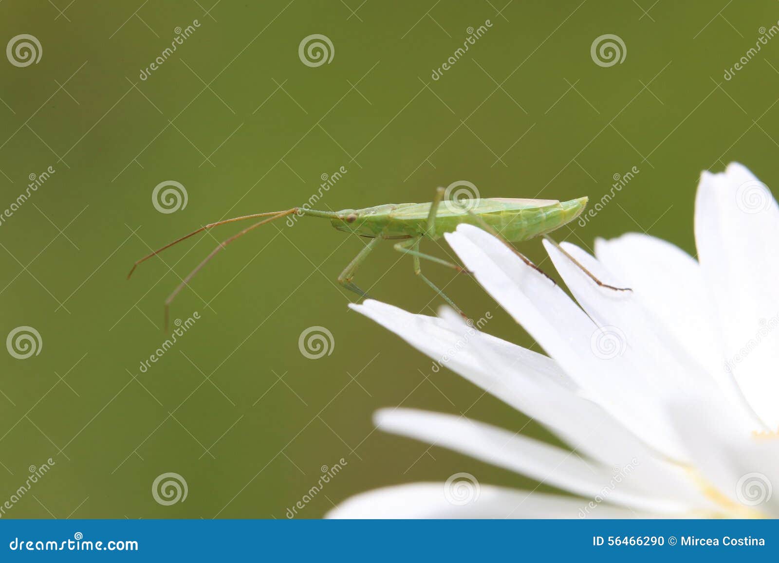 Green assassin bug stock photo. Image of insect, climb - 56466290 Green assassin bug stock photo. Image of insect, climb - 56466290