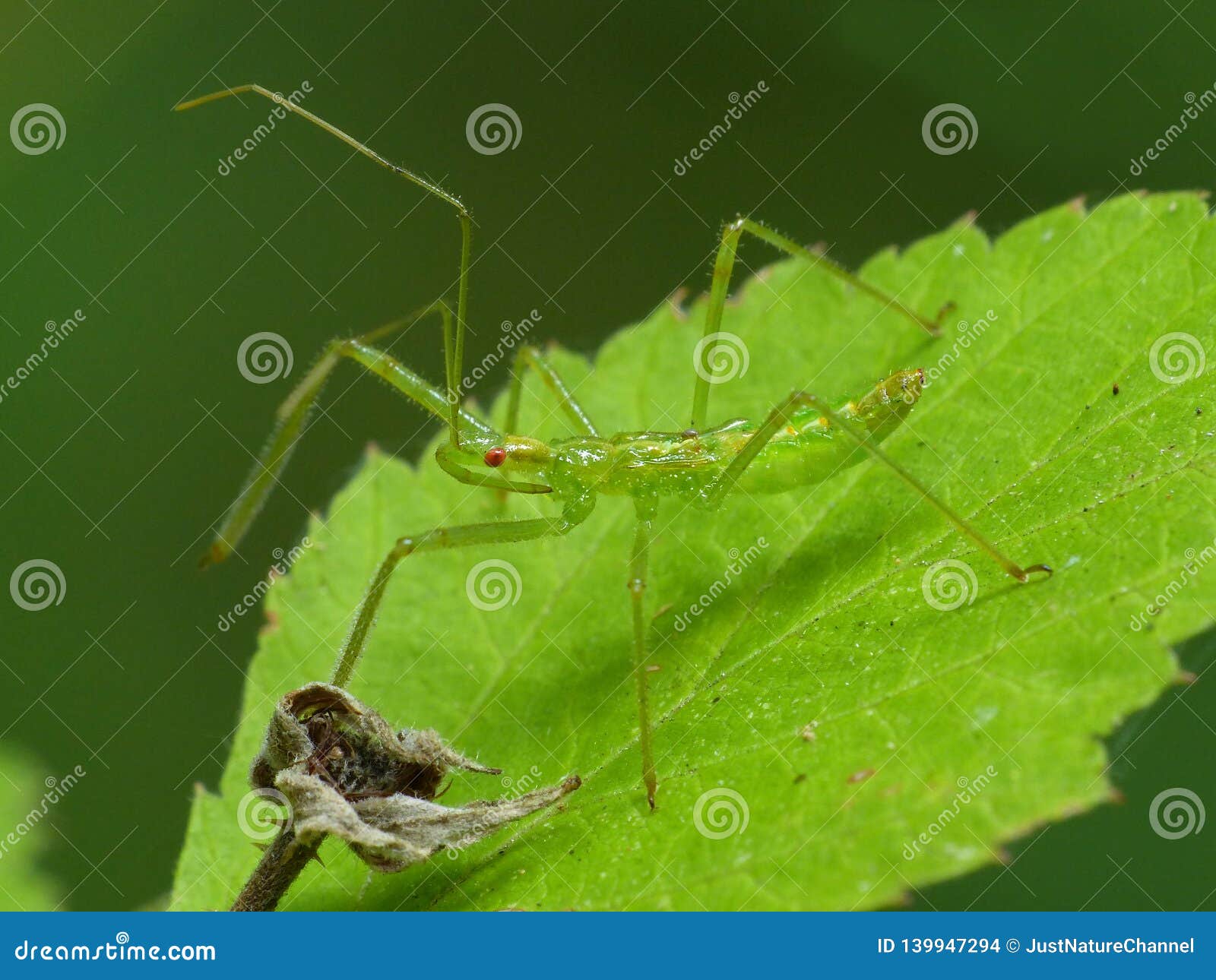 Green Assassin Bug Nymph on a Leaf 3 Stock Photo - Image of details ...