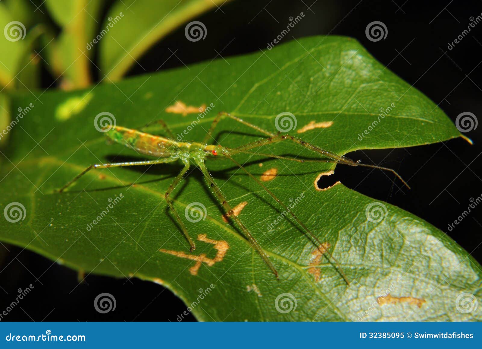 Green Assassin Bug Nymph stock image. Image of creature - 32385095