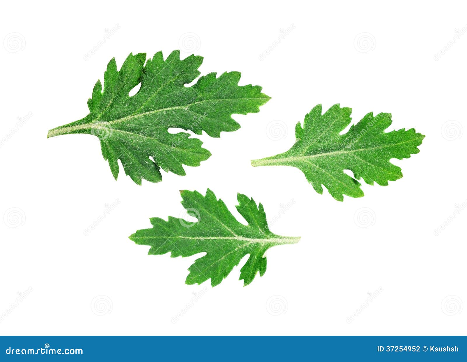 Green aster leaves stock photo. Image of isolate, isolated - 37254952