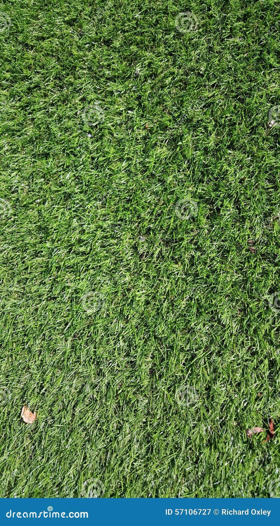 Green astro turf stock image. Image of turf, grass, astro - 57106727