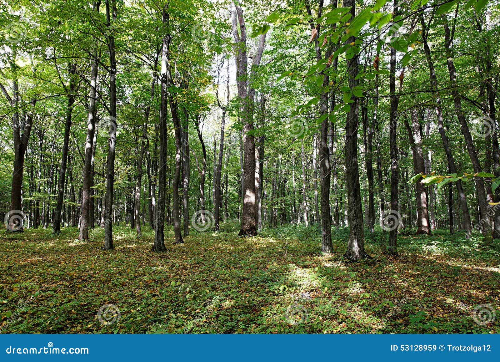 Green autumn forest. stock image. Image of forest, fresh - 53128959