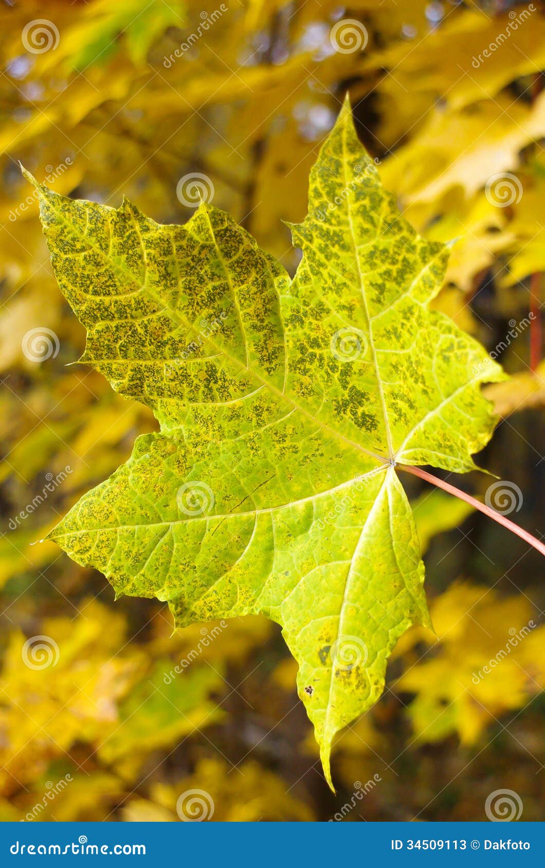 Green autumn leaves stock illustration. Illustration of plants - 34509113