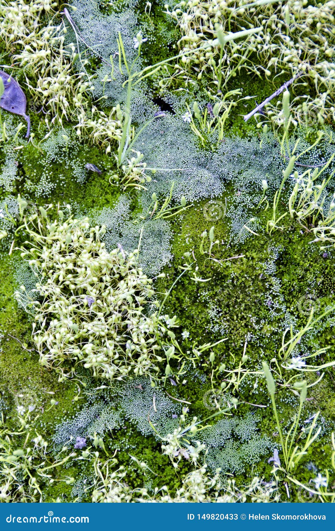 Green Autumn Moss in Forest. Autumn Forest Green Moss Top View. Green ...