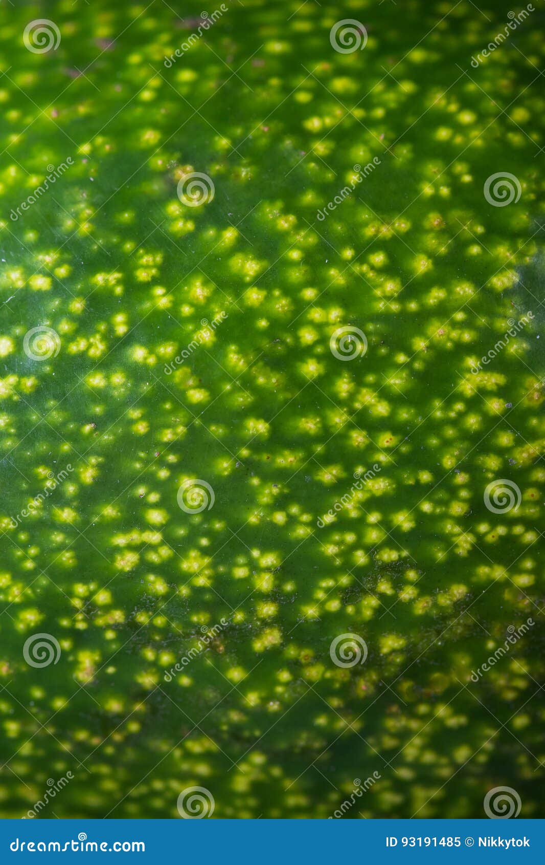 Green avocado texture stock image. Image of nutrition - 93191485