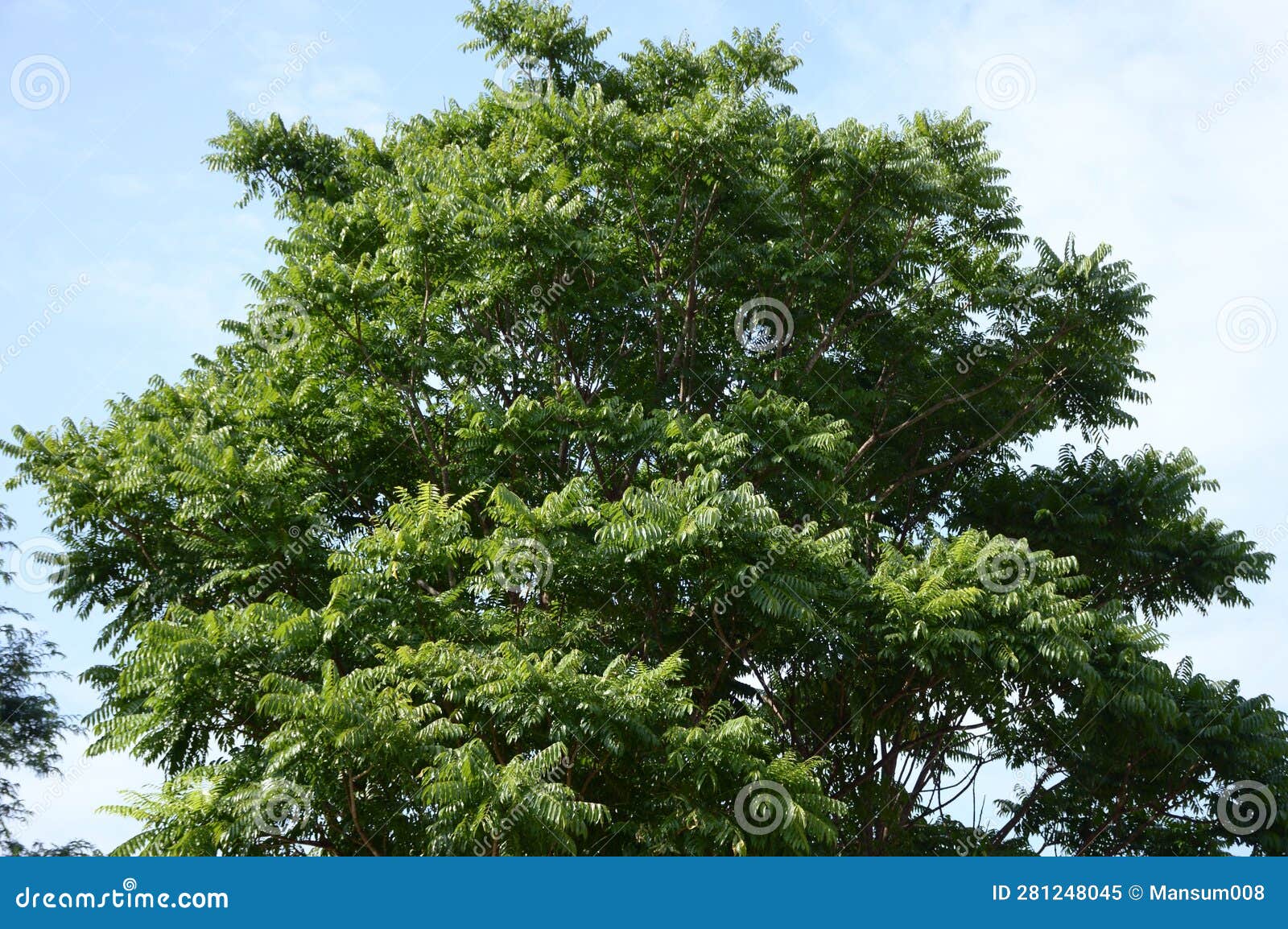 Green Azadirachta Indica Leaves of a Tree in the Garden Stock Image ...