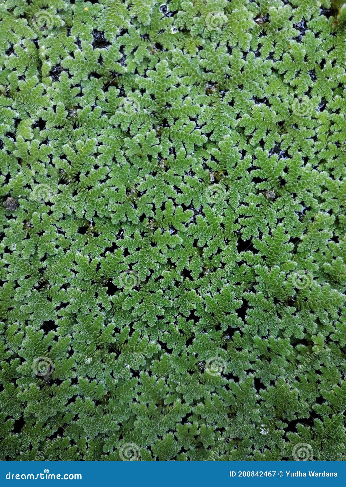 Azolla Fern Plant Floating On Flat Water Surface Royalty-Free Stock ...
