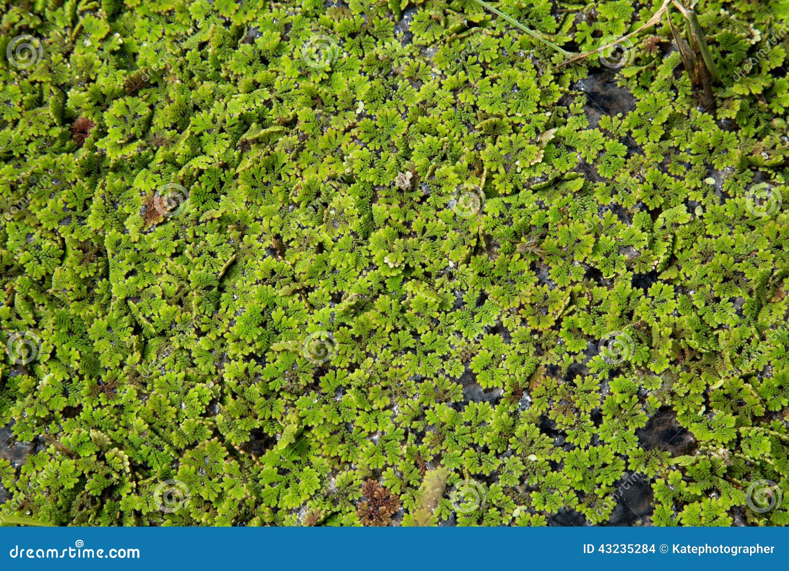 Green azolla plant. stock photo. Image of floating, floral - 43235284