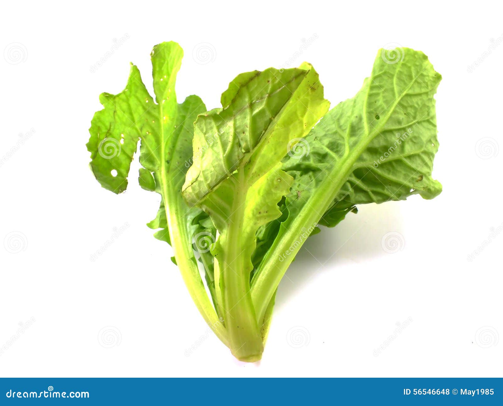 Green Baby Cabbage on White Background Stock Photo - Image of healthy ...