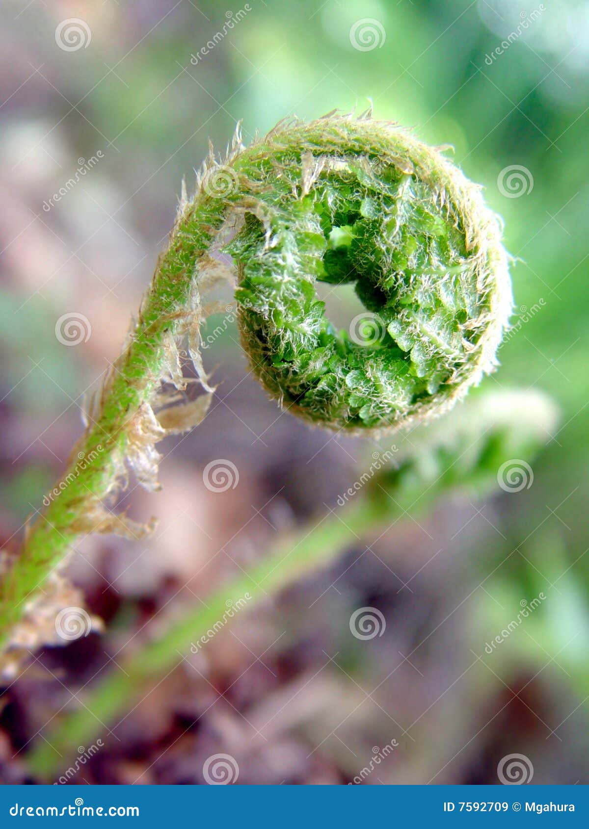 Green Baby Fern in the Forest Stock Image - Image of leaf, fern: 7592709