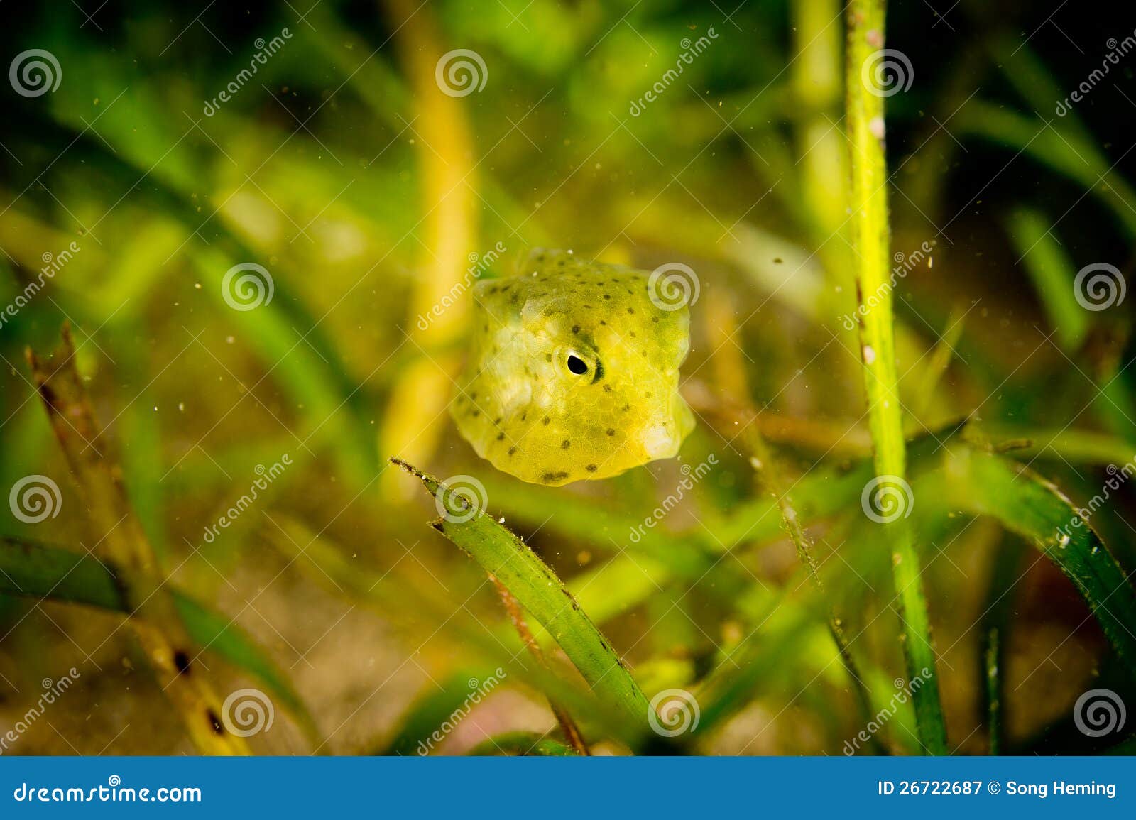 Green Baby Ostraciidae Box Fish Stock Image - Image of bright ...