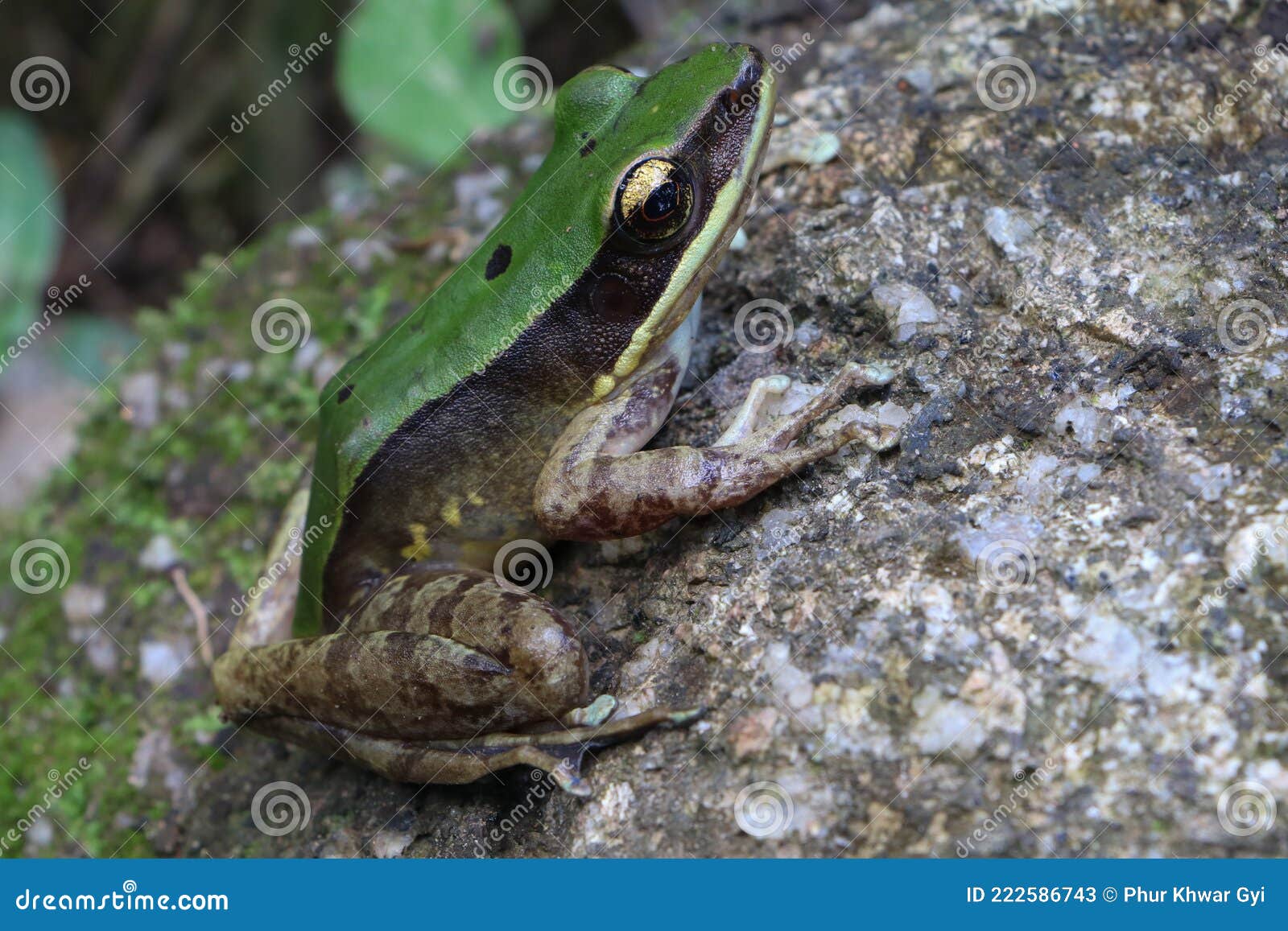 Green Back and Beautiful Frog Stock Image - Image of beautiful, ranidae ...