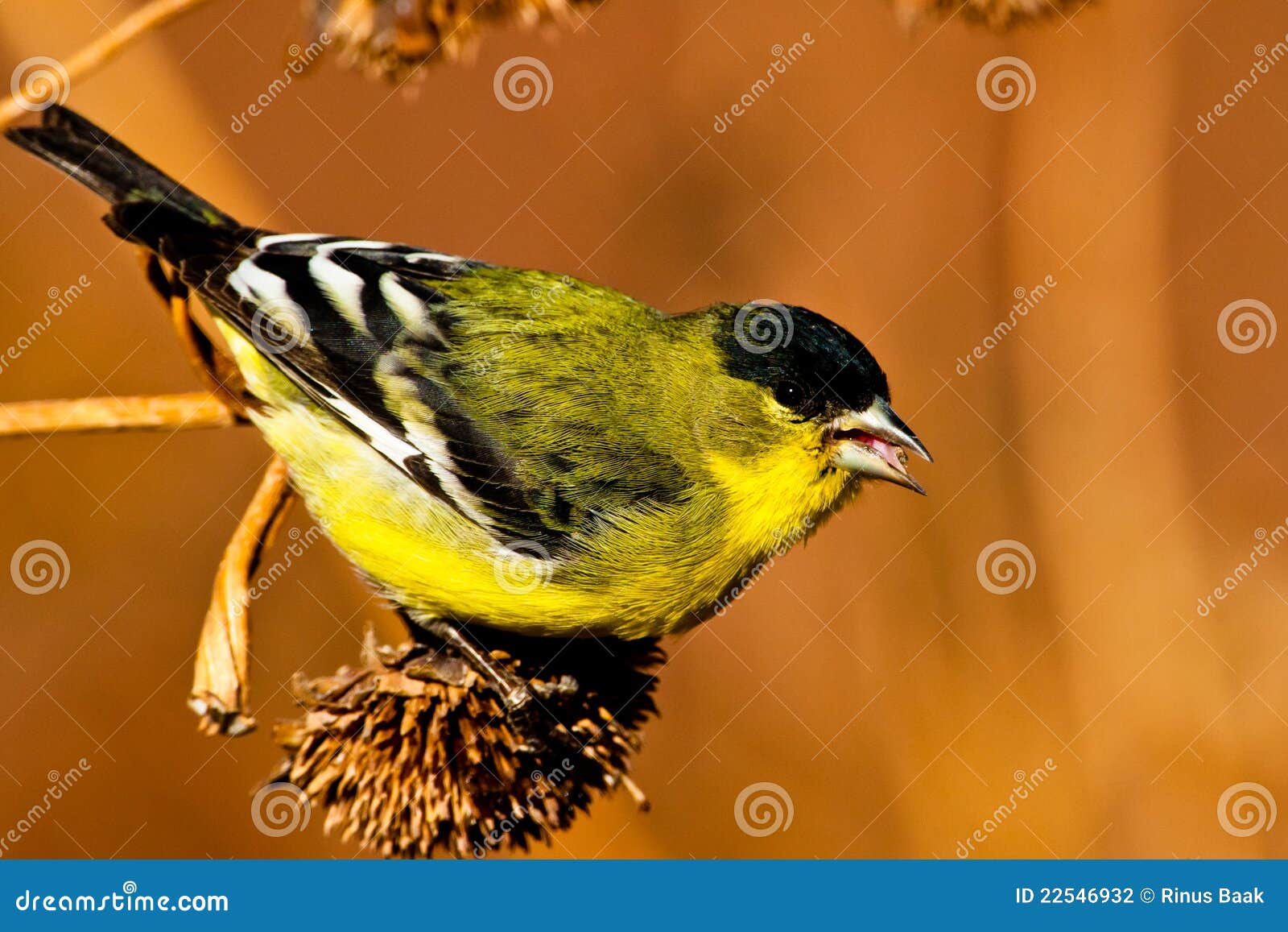 Green Backed Lesser Goldfinch Stock Photo - Image of green, finch: 22546932