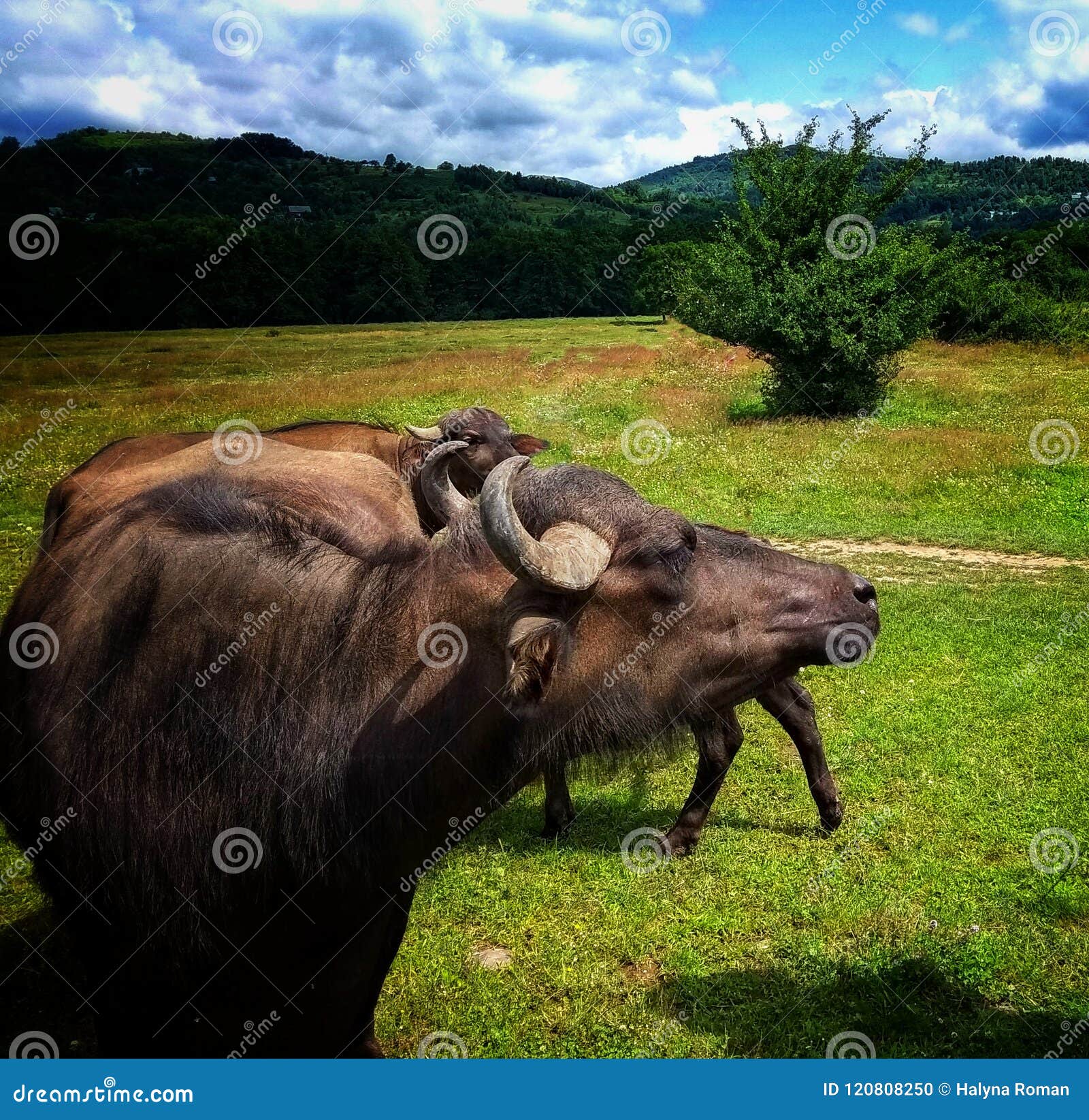 Black Buffalo - Side & X28;profile View& X29; Stock Photo - Image of ...