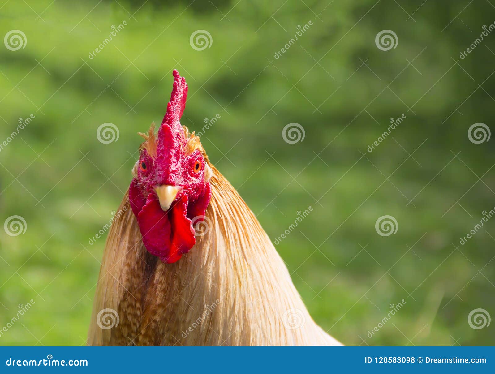 On a Green Background an En Face Muzzle Beak Comb Red Red Eyes Copy ...