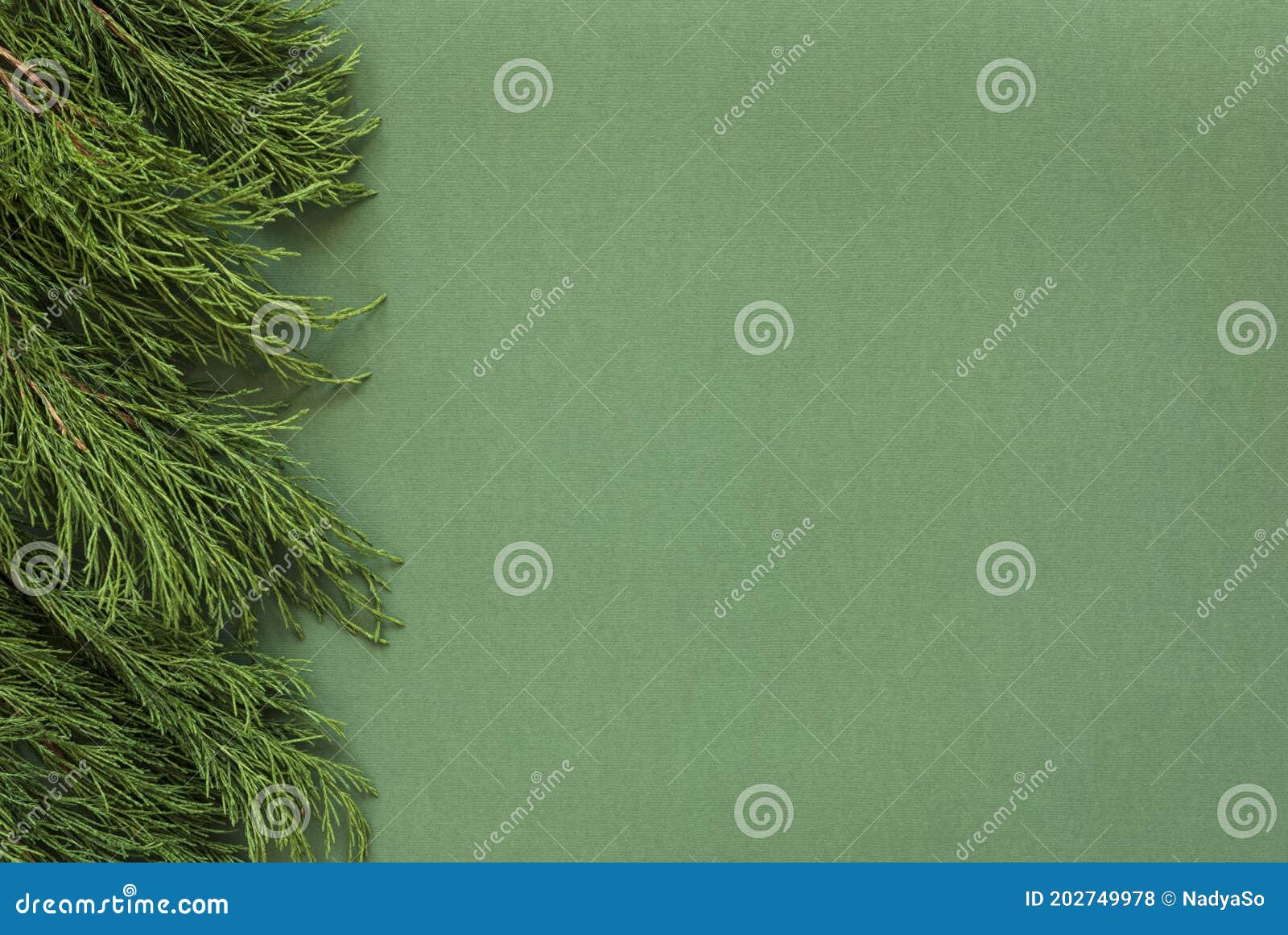 Green Background with Conifer Branches on Side, Backdrop for Organic ...