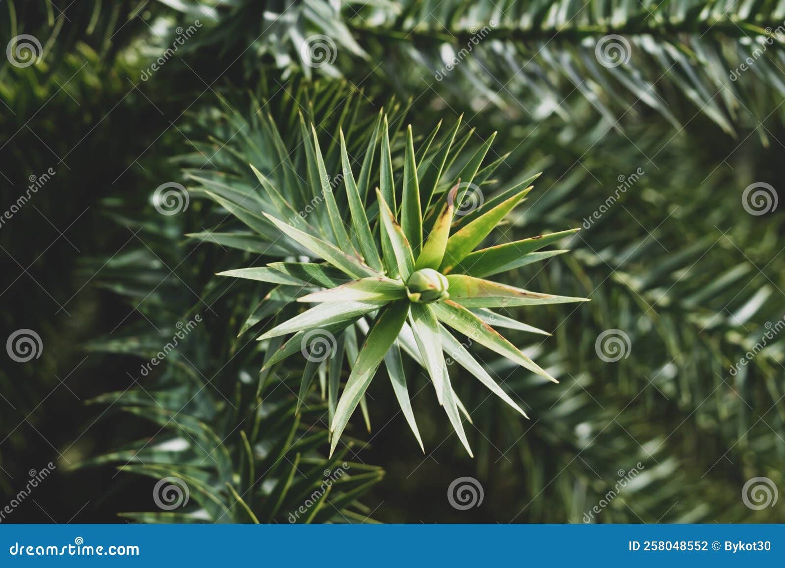 Green Branches of Cunninghamia Lanceolata, Close-up. Stock Photo ...