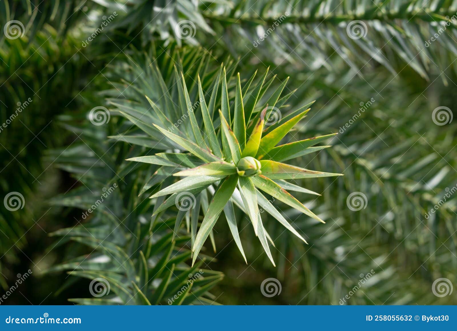 Green Branches of Cunninghamia Lanceolata, Close-up. Stock Photo ...