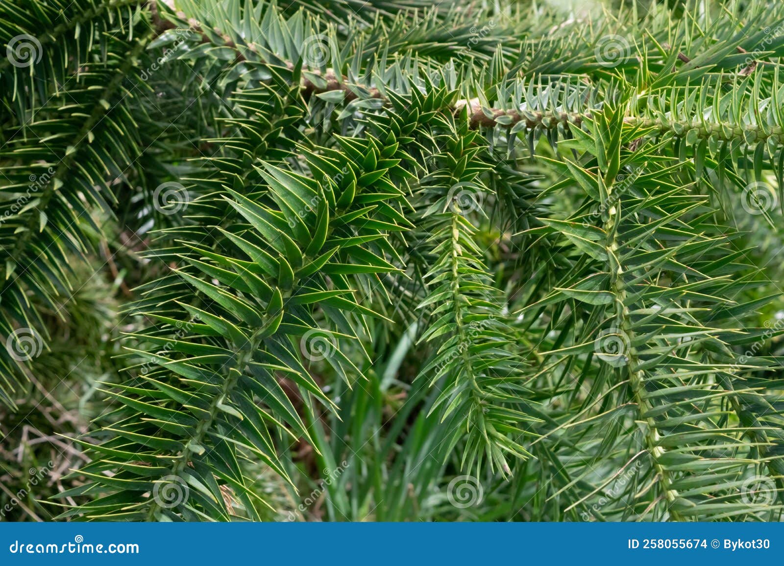 Green Branches of Cunninghamia Lanceolata, Close-up. Stock Photo ...