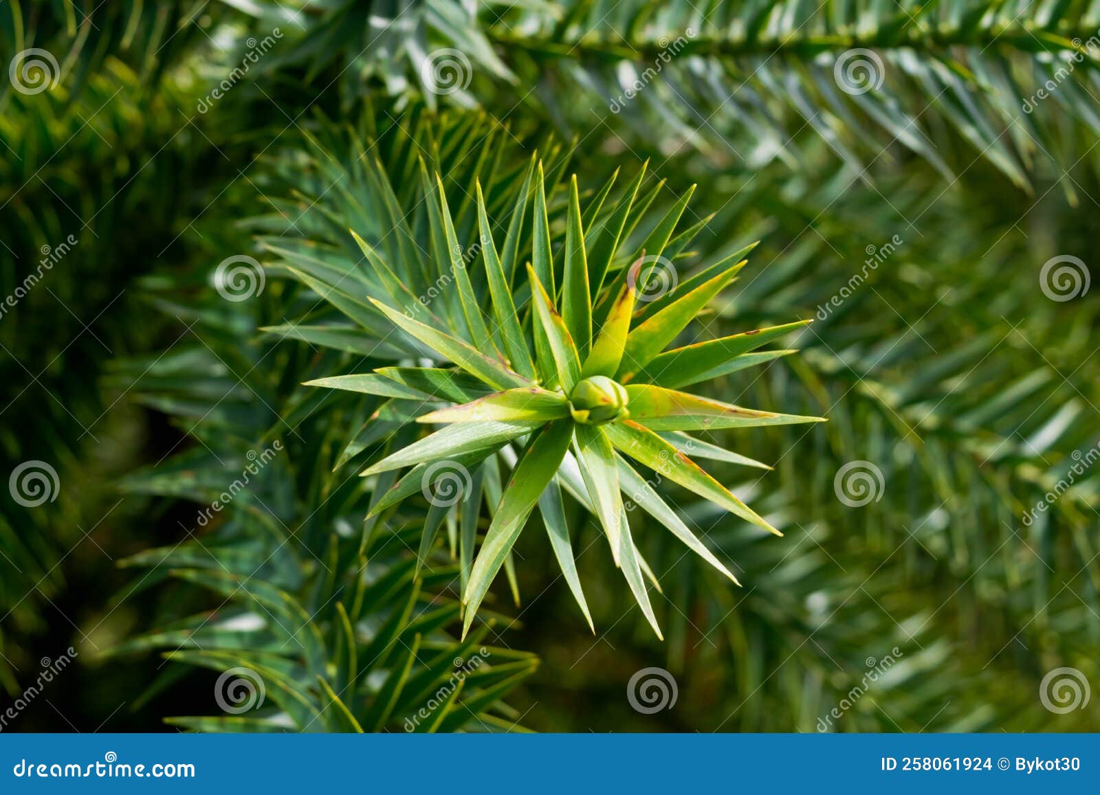 Green Leaves of Cunninghamia Lanceolata, Close Up. Stock Photo - Image ...